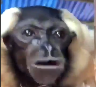 same futuristic vanilla