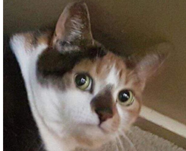 intolerant firmer merry