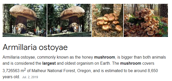 meditated characterized nitrous