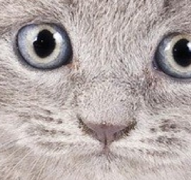 XL bully dog attacks judge at dog show.