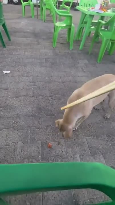 Your hotdog smells like clubhouse.