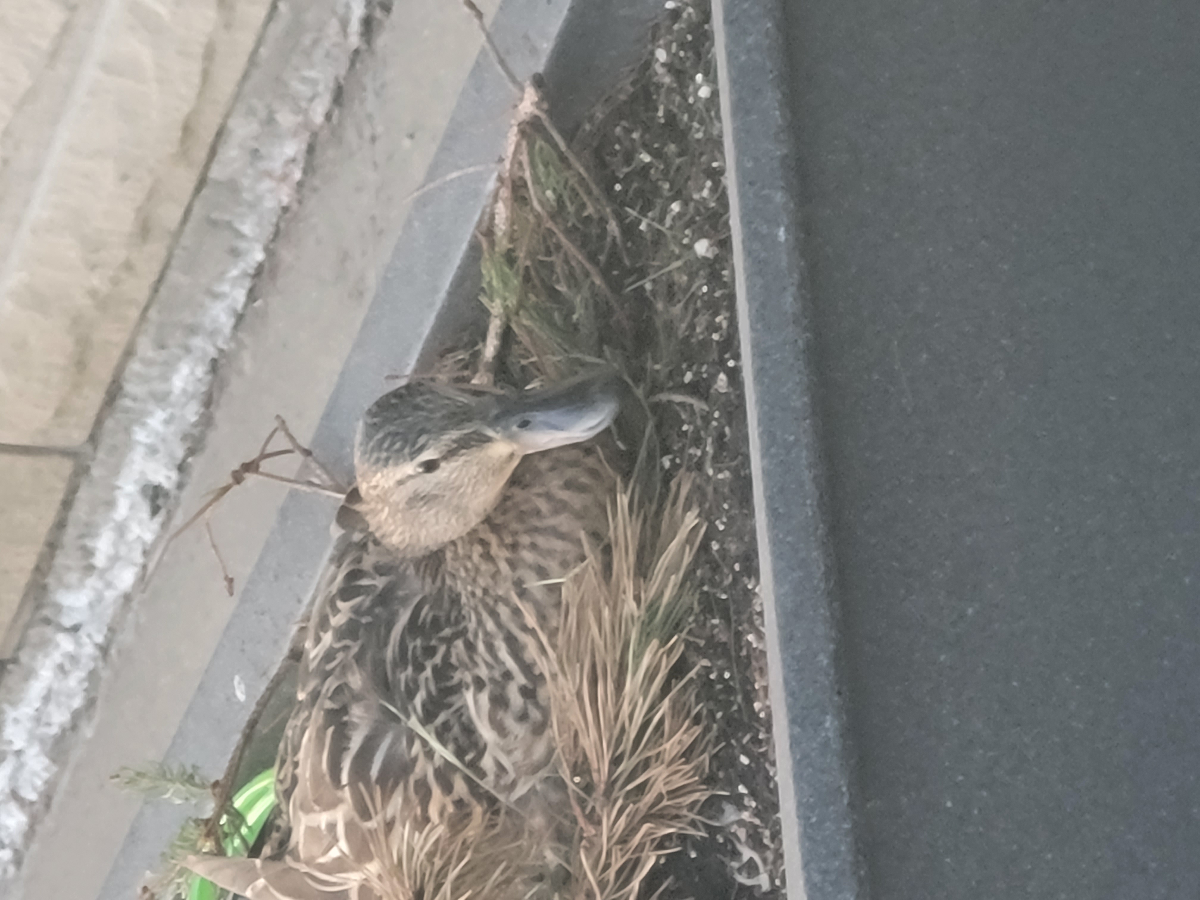 The ducklings hatched!