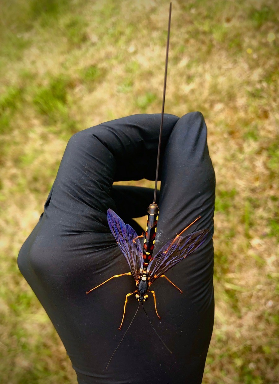 A Giant Western Ichneumon Wasp