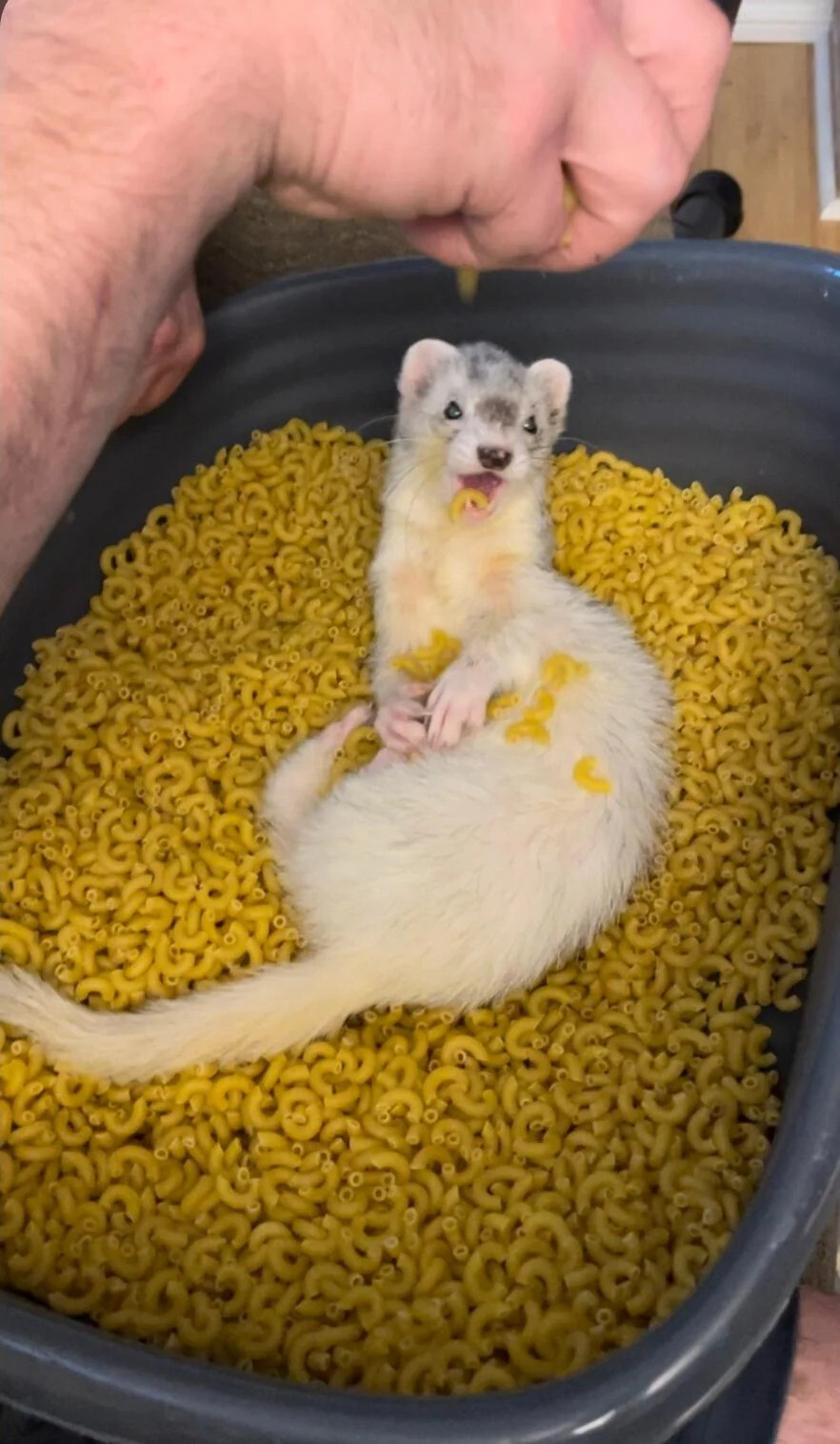 Ferret Friday #133