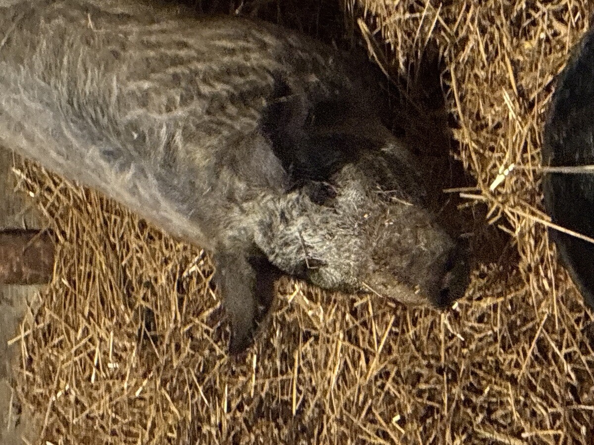 heart-shaped buffy soft