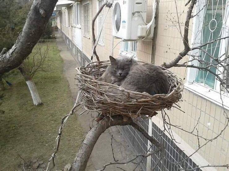 what kind of bird is this