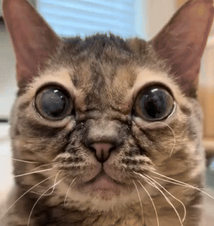 The batarians deserved worse - #266836555 added by jojoeatsmice at ...